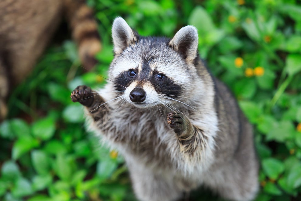 19 Adorable Raccoons That Will Make You Say, “Awwww”