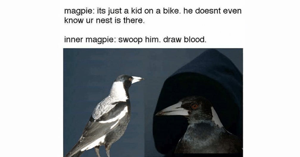 15 Times Australians Were Personally Victimised By Magpies