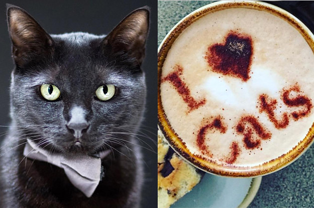 Plan Your Cat Cafe Visit And We'll Tell You Which Kitty You're Taking Home