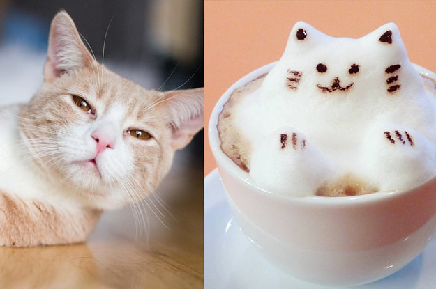 Plan Your Cat Cafe Visit And We'll Tell You Which Kitty You're Taking Home