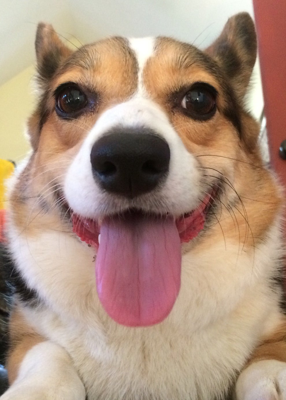 These 30 Steps Will Teach You How To Be As Confident As A Corgi