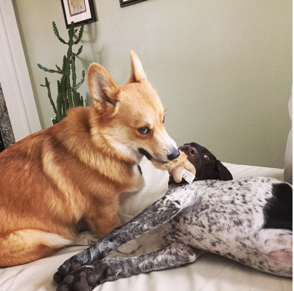 These 30 Steps Will Teach You How To Be As Confident As A Corgi