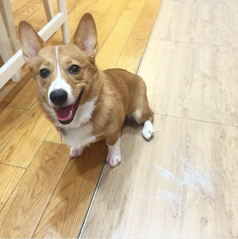 These 30 Steps Will Teach You How To Be As Confident As A Corgi