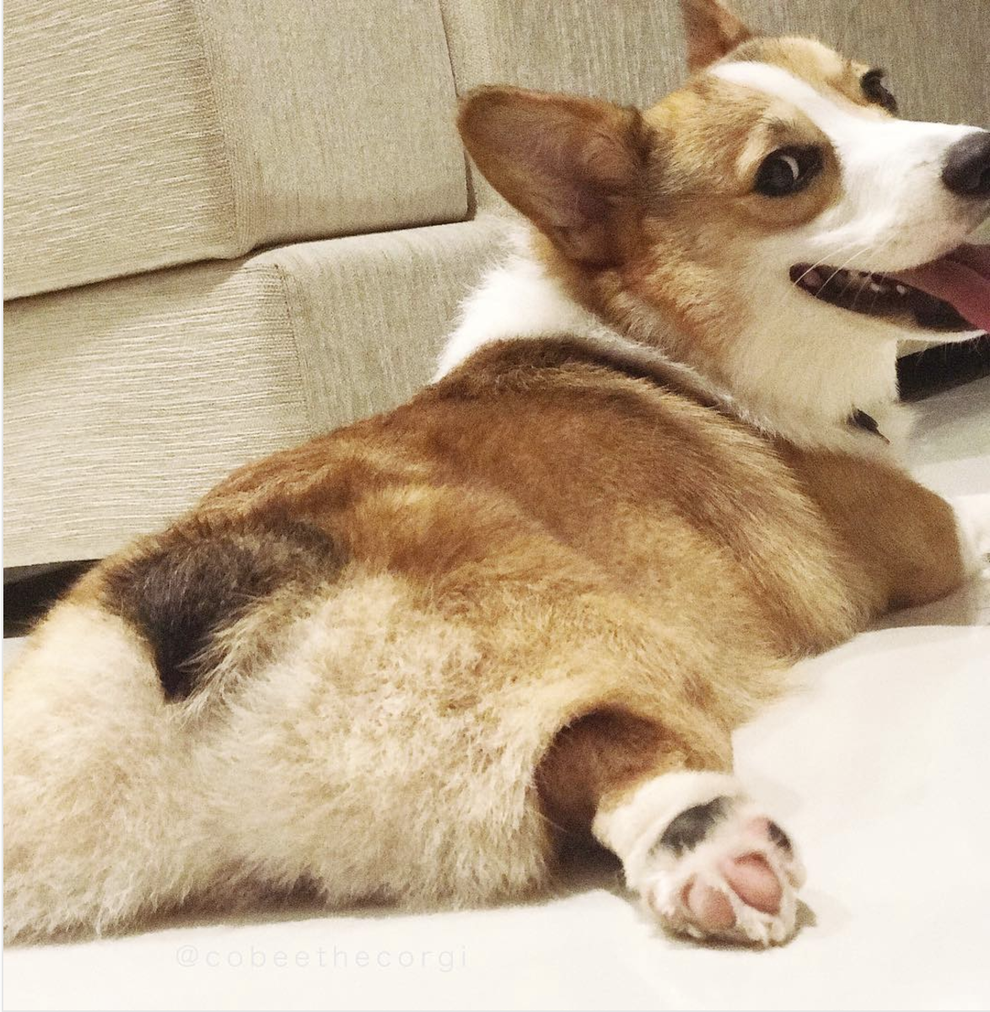 Here Are 50 Corgi Booties From Instagram That Will Give You Life