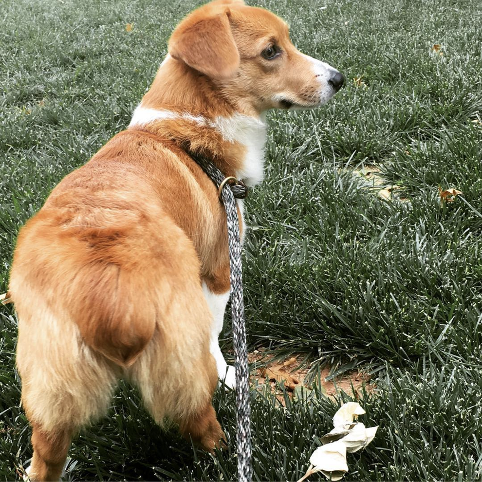 Here Are 50 Corgi Booties From Instagram That Will Give You Life