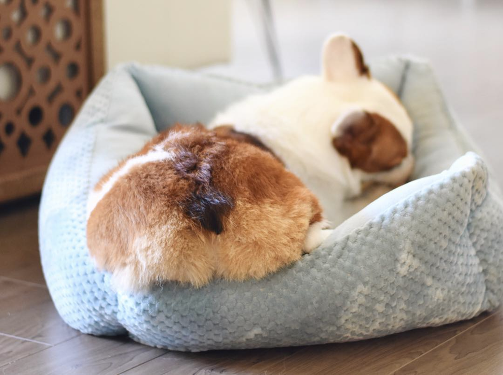 Here Are 50 Corgi Booties From Instagram That Will Give You Life