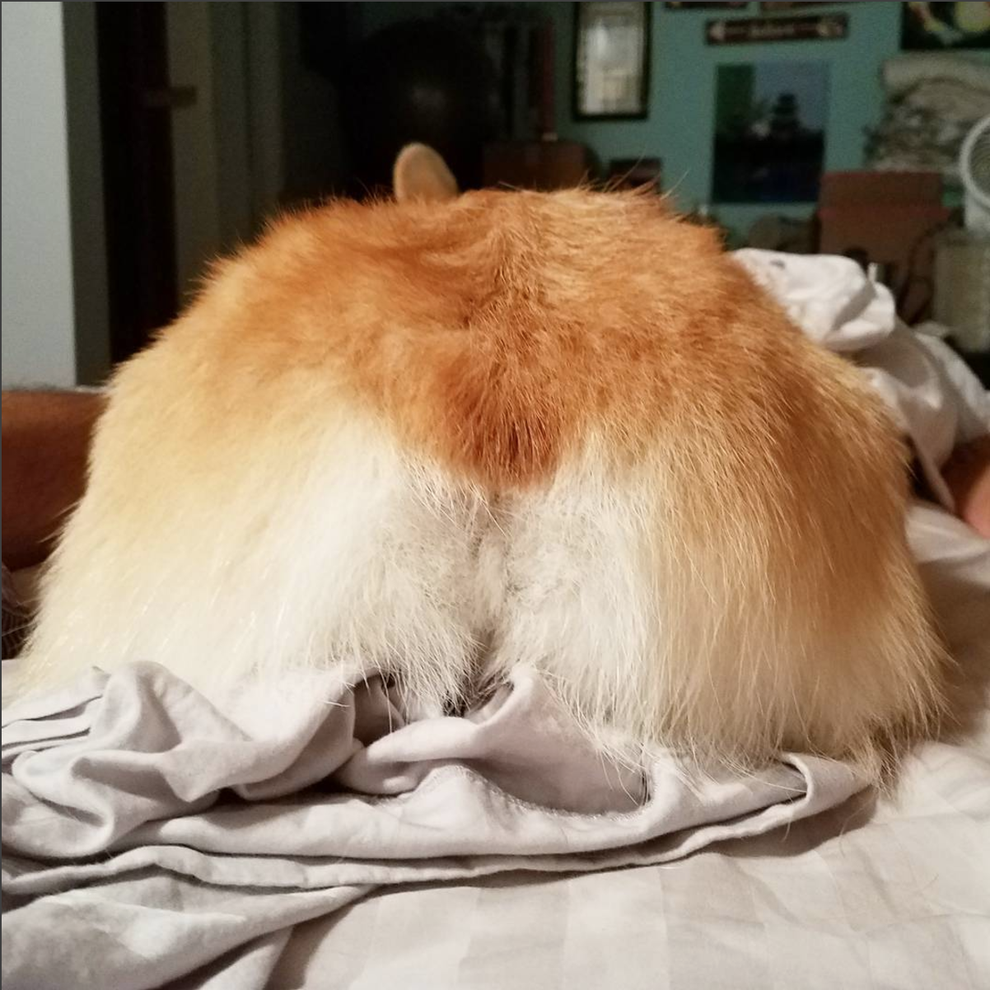 Here Are 50 Corgi Booties From Instagram That Will Give You Life