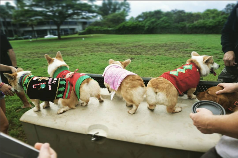 Here Are 50 Corgi Booties From Instagram That Will Give You Life