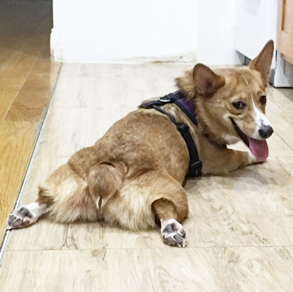 Here Are 50 Corgi Booties From Instagram That Will Give You Life