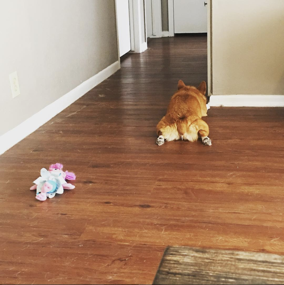 Here Are 50 Corgi Booties From Instagram That Will Give You Life