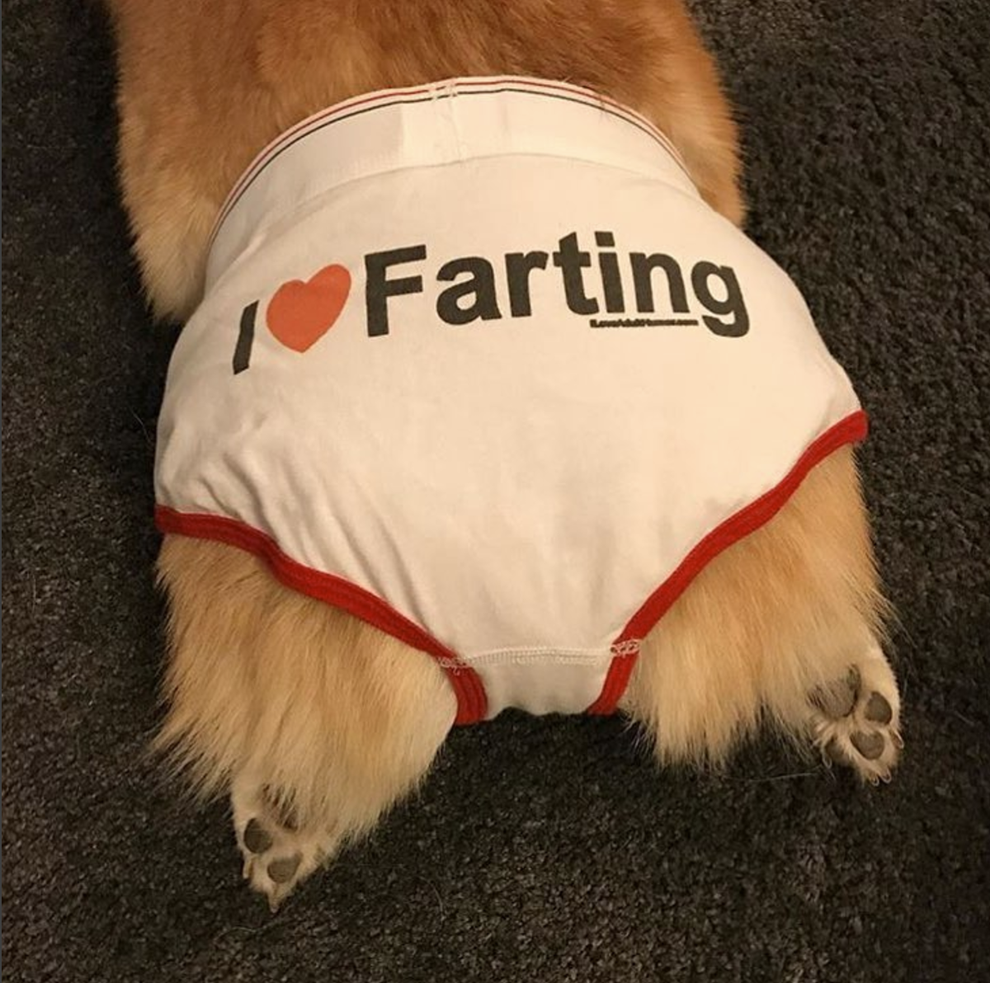 Here Are 50 Corgi Booties From Instagram That Will Give You Life