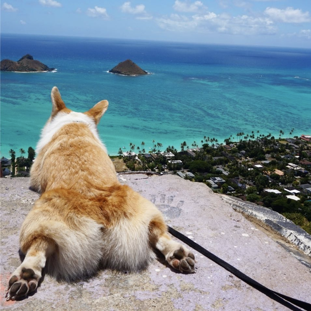 Here Are 50 Corgi Booties From Instagram That Will Give You Life