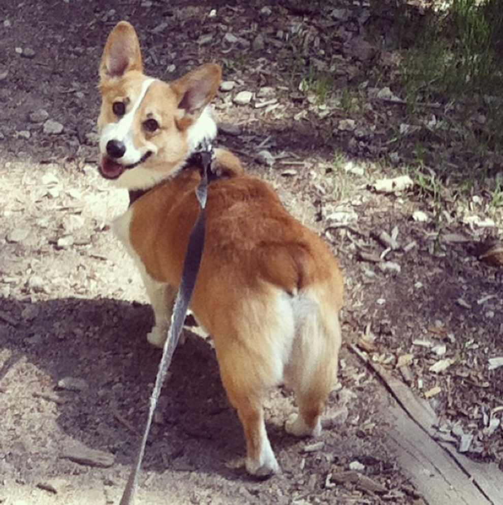 Here Are 50 Corgi Booties From Instagram That Will Give You Life