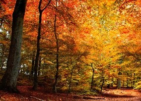 Pick Your Five Favorite Fall Scenes And We'll Reveal What People Like ...