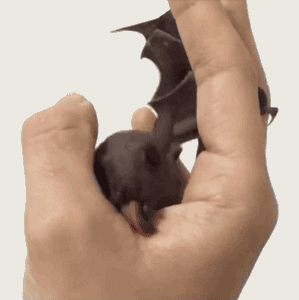 17 Photos Of Bats That Prove They’re Adorable AF