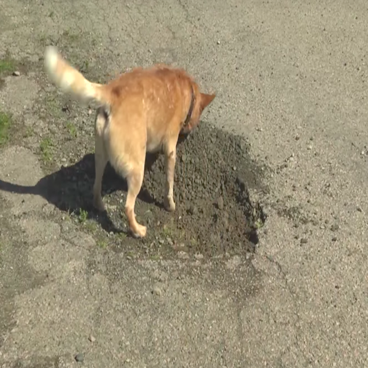 There's Literally No Reason Not To Make This Dog Mayor Of St. John's