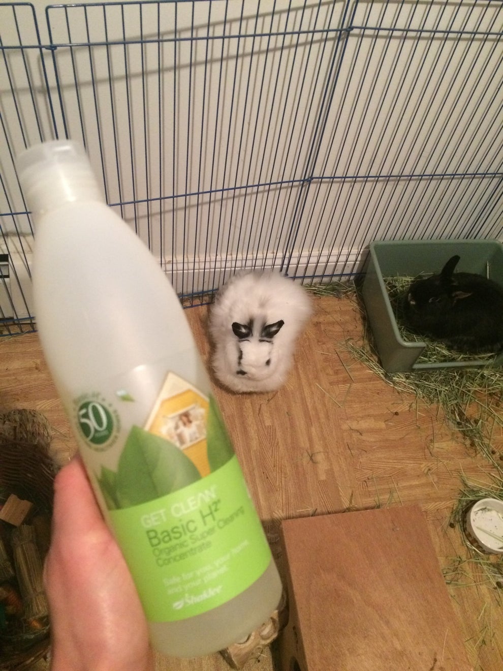 9 Life-Changing Things To Mask The Presence Of Pets In Your Home