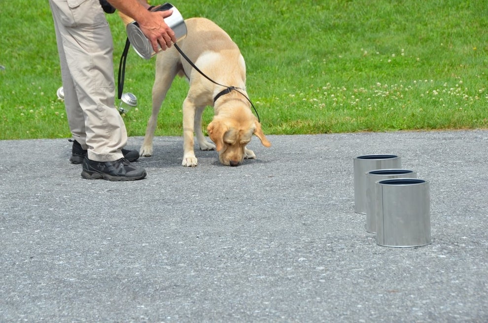 These Dogs Are Training To Become CIA Agents And They're Doing A Very ...