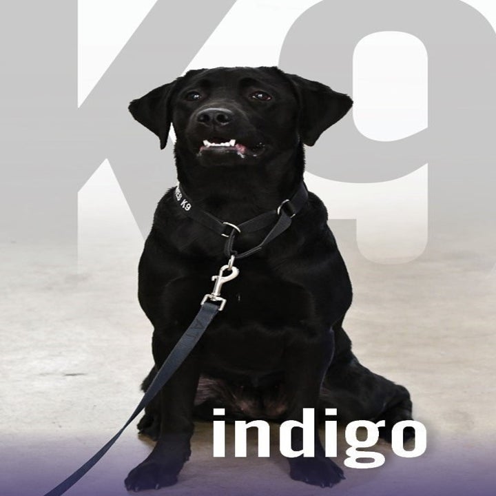 These Dogs Are Training To Become CIA Agents And They're Doing A Very ...