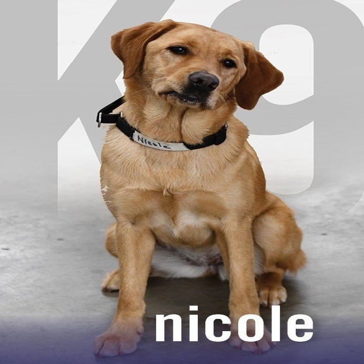 These Dogs Are Training To Become CIA Agents And They're Doing A Very ...