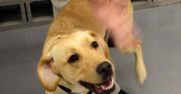 These Dogs Are Training To Become CIA Agents And They're Doing A Very ...