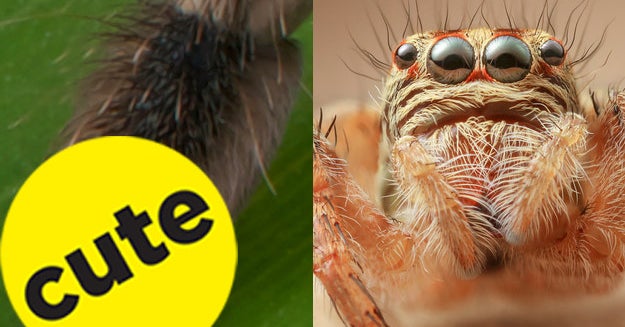 If You Haven't Seen Spider Feet Up Close, Surprise, THEY'RE ADORABLE