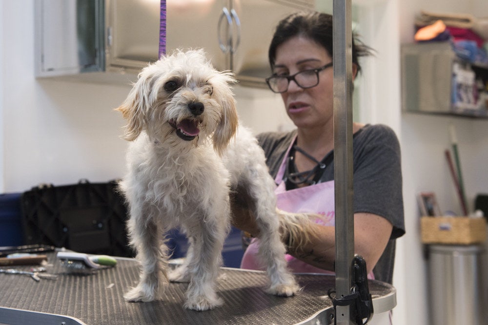 If You Don’t Cry After Seeing These Shelter Dogs Get A Makeover, Then ...