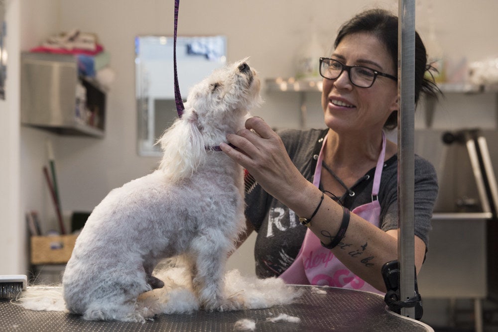 If You Don’t Cry After Seeing These Shelter Dogs Get A Makeover, Then ...
