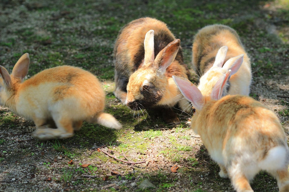 25 Hechos acerca de los animales que te harán sonreír de oreja a oreja