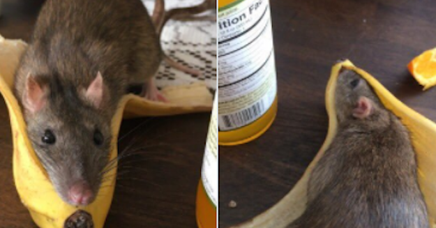 31 Funny Tweets To Distract You From Life For Like Two Minutes