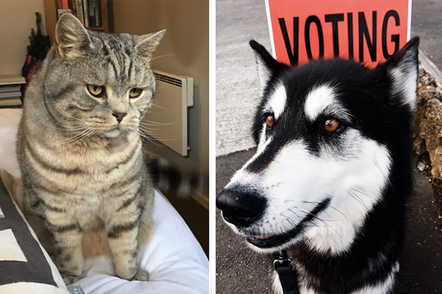 Someone Created The Hashtag #CatsNotAtPollingStations Because Cats Felt ...