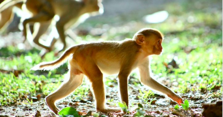 Scientists Are Trying To Rescue 1,500 Monkeys In Puerto Rico