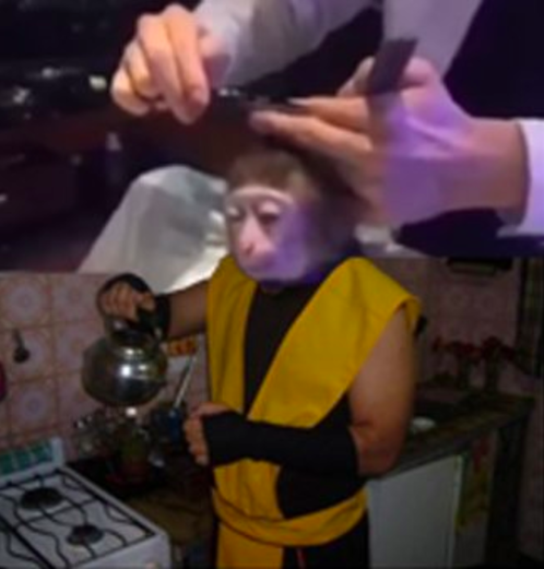 19 Memes del changuito en la estética que comprueban que el Internet es ...