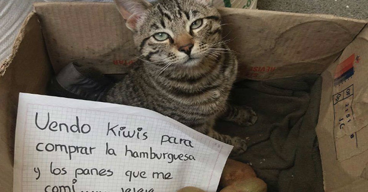 14 Mascotas castigadas, tan tiernas, que no podrás creer que se ...