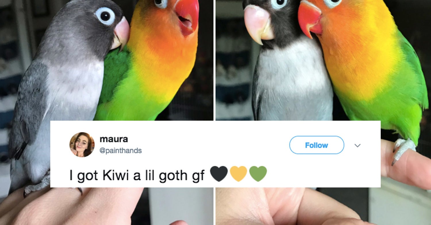 23 Animal Tweets That Will Make You Laugh, Cry, Or Both