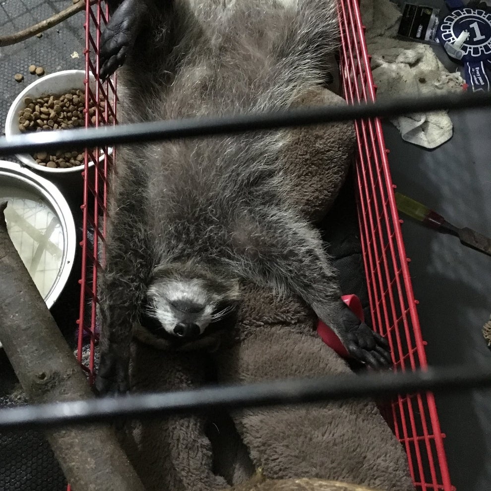 This Rescued Raccoon Got A Second Chance At Life Thanks To A Kindly ...