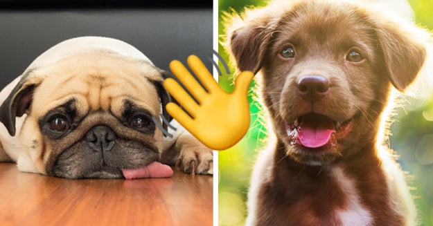 Pick The Dogs You Love The Most And We'll Guess If You're Right-Handed ...