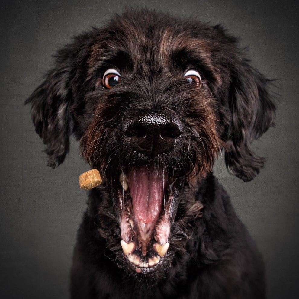 Please Enjoy These Very Silly Photos Of Dogs Catching Treats