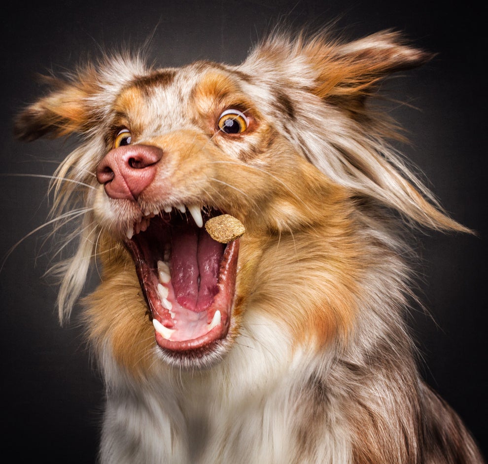 Please Enjoy These Very Silly Photos Of Dogs Catching Treats