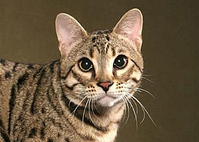 Pick Your Favorite Cat Breeds And We'll Reveal Which Disney Princess ...