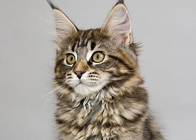 Pick Your Favorite Cat Breeds And We'll Reveal Which Disney Princess ...