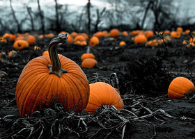 Pick Some Fall Things And We'll Tell You Which Horror Movie You Should ...