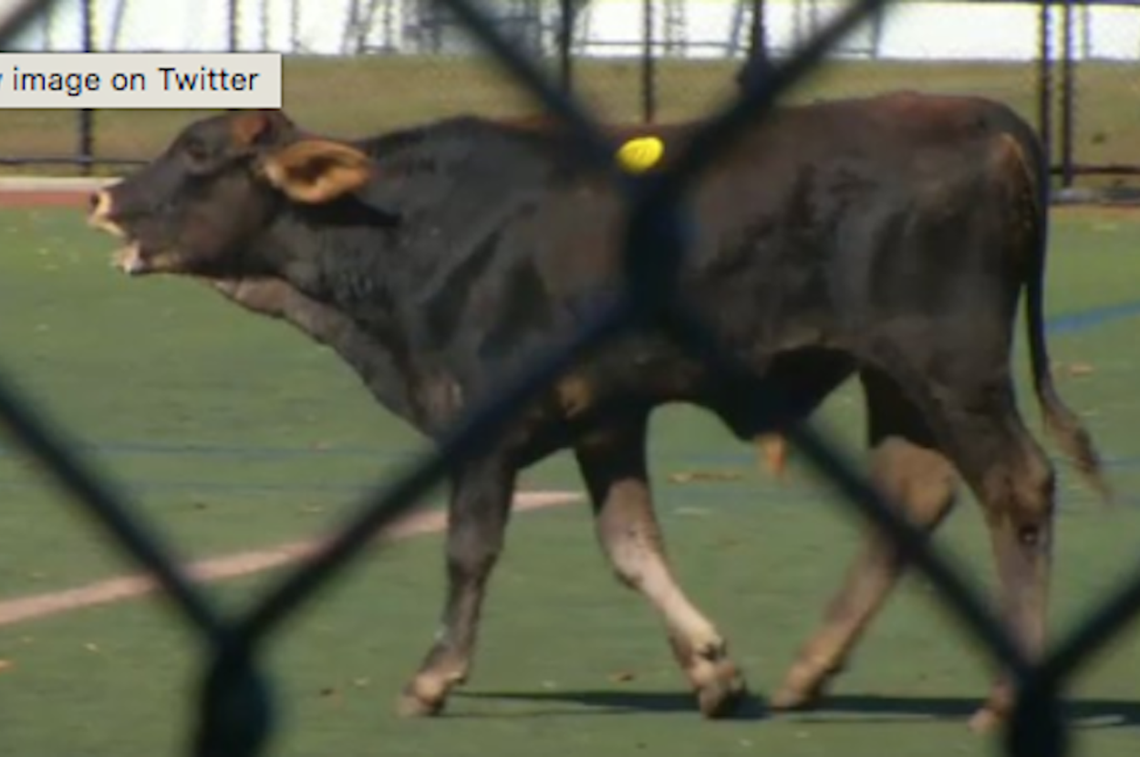 An Animal Lovingly Dubbed The "Brooklyn Cow" Got Loose In New York City ...