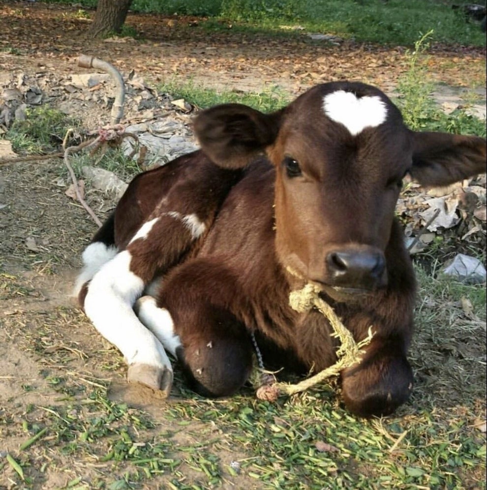 14 Cows That Are Too Friggin’ Cute For Words