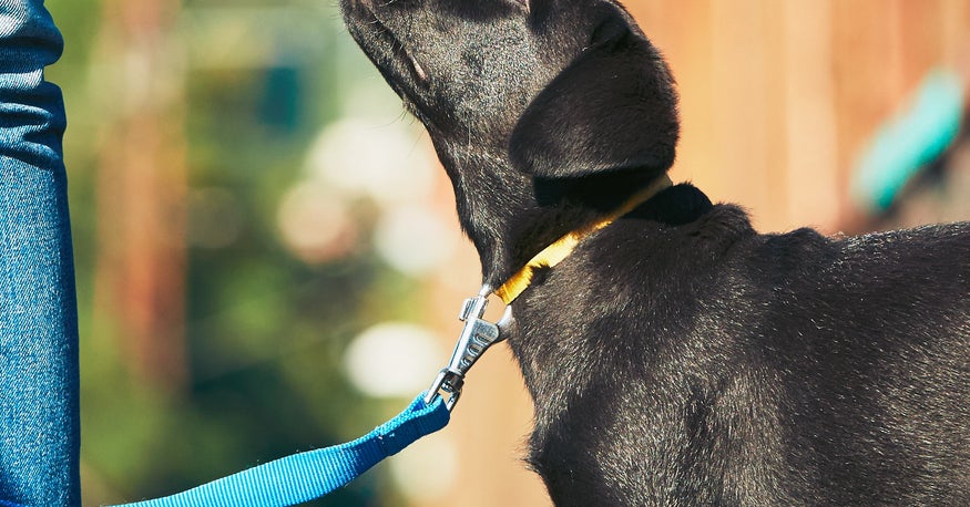 18 Ways Having A Dog Will Change Your Life