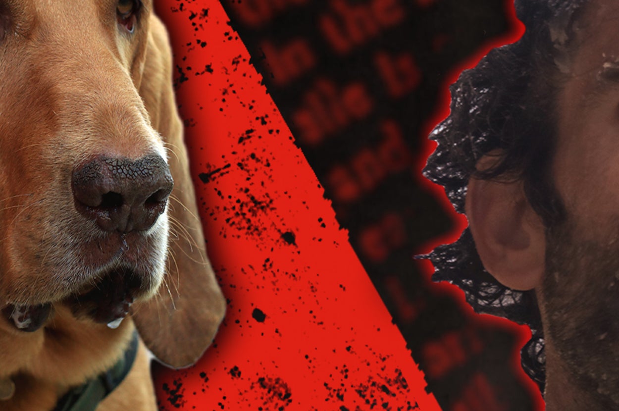 How To Outsmart A Bloodhound