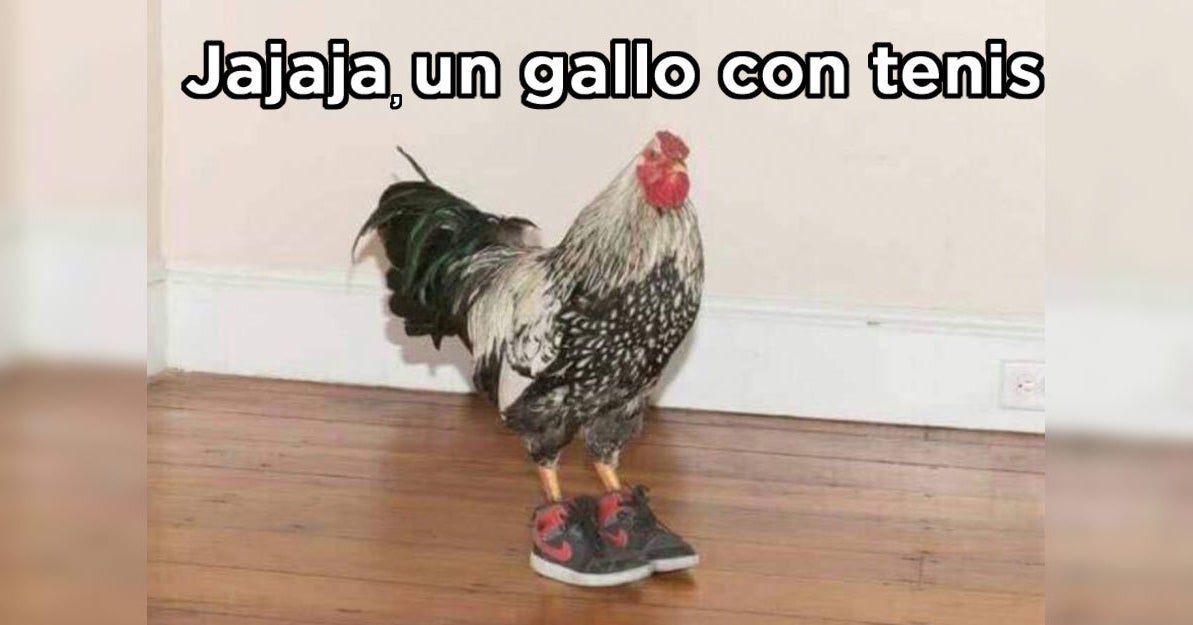 19 Hermosos memes que te harán decir "jajaja, un gallo con tenis"