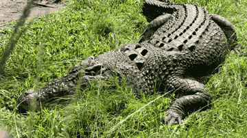 22 Facts That May Actually Make You Like Australian Crocodiles
