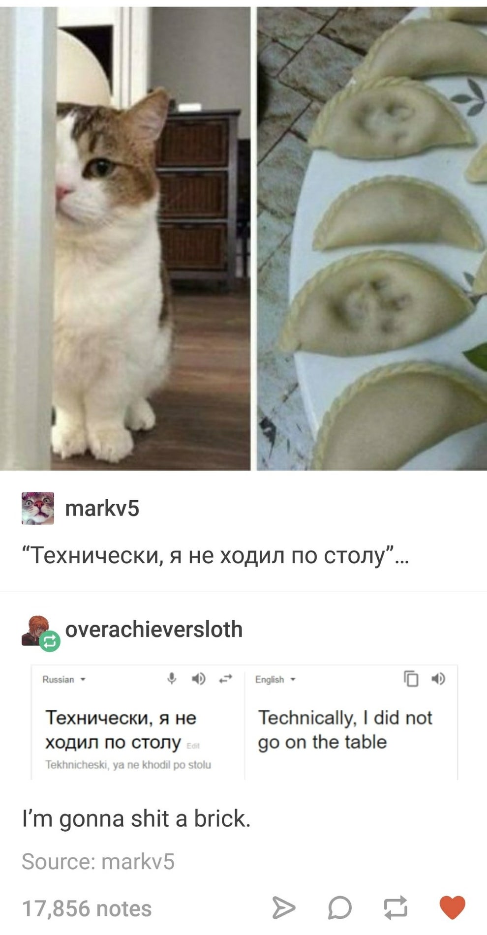 21 Cats That Are The Epitome Of Cat