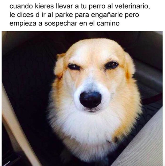 17 Memes que vas a entender perfectamente si tienes un perro en tu vida